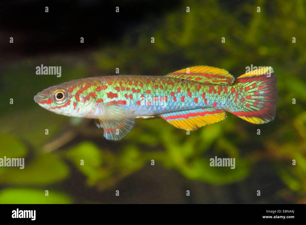 Steel Blue Killifish at Kelli Johnson blog