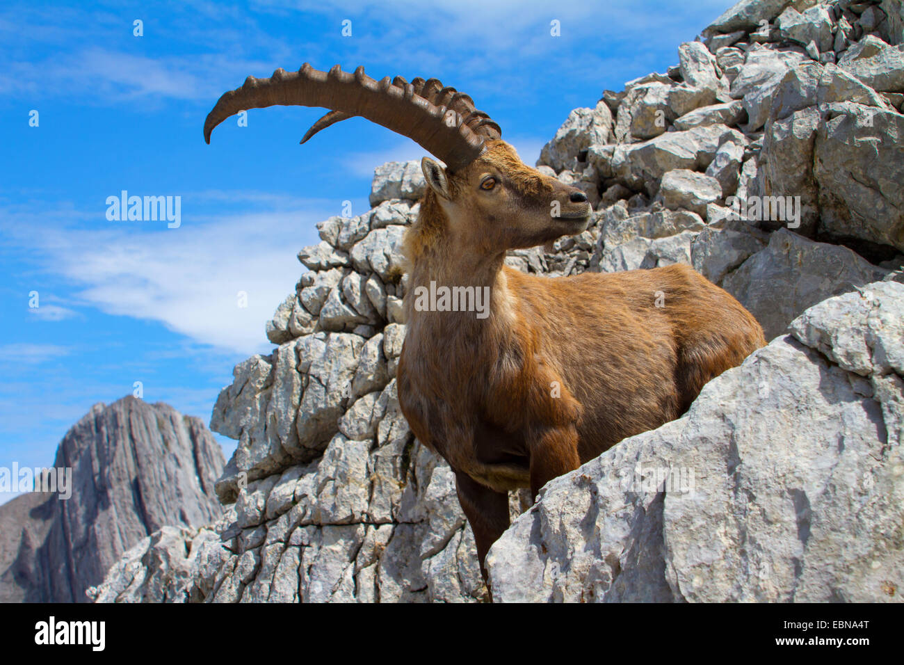 Alpine ibex (Capra ibex, Capra ibex ibex), in rocky scenery ...