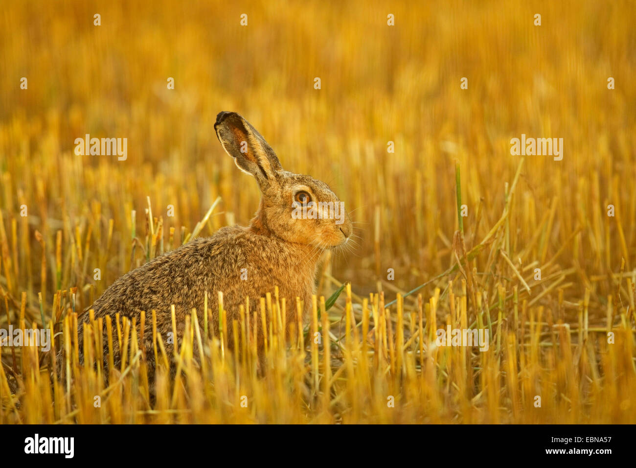 European hare, Brown hare (Lepus europaeus), on stubble field at ...