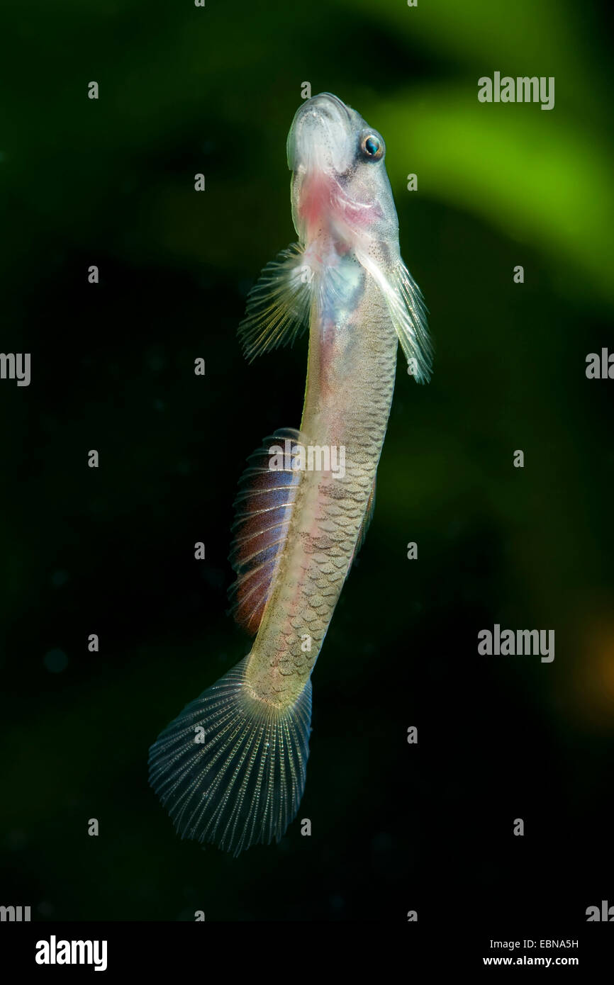 Sicyopus hi-res stock photography and images - Alamy