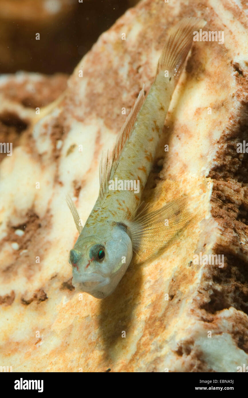 Flame Goby (Rhinogobius zhoui), on a stone under water Stock Photo - Alamy