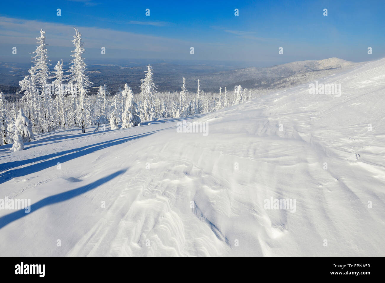 snow covered coniferous forest in winter scenery, Germany, Bavaria ...