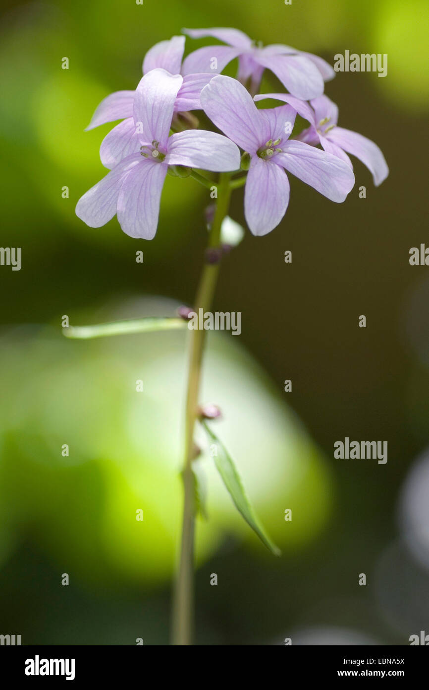 Coralroot, Bulb-bearing toothwort (Cardamine bulbifera, Dentaria ...