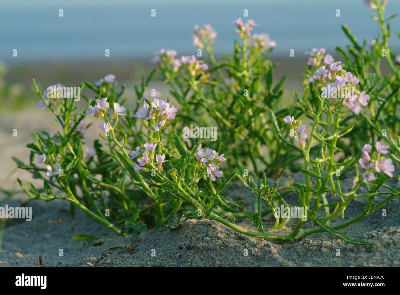 European searocket, sea rocket (Cakile maritima), habitus, Germany ...