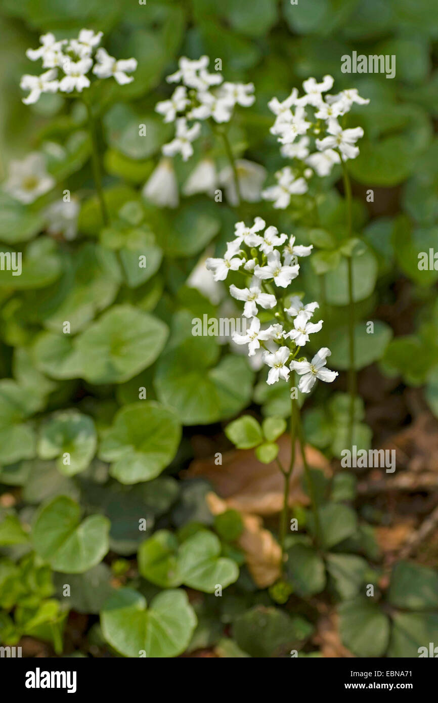 Three leaved bittercress cardamine trifolia hi-res stock photography ...