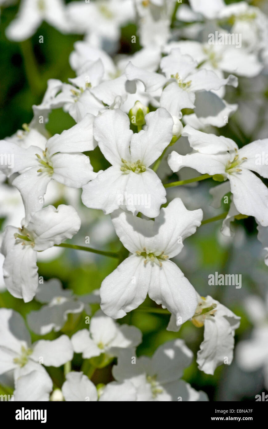 Trefoil cress, Trefoil-cress, Trifoliate bittercress, Trifoliate bitter ...