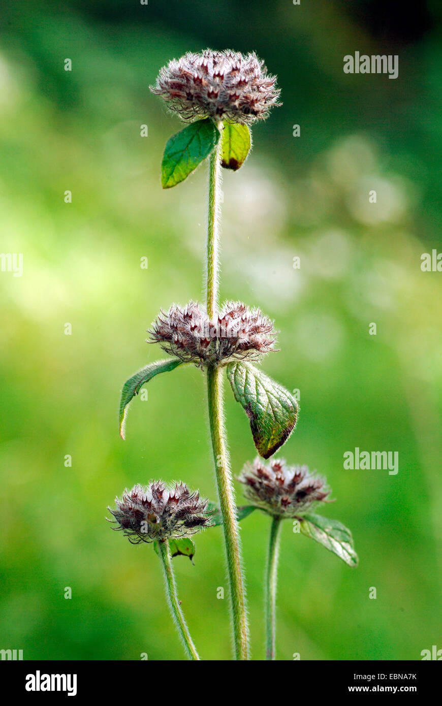 wild basil, field basil (Clinopodium vulgare, Calamintha clinopodium ...