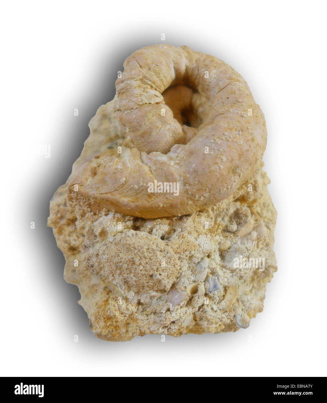 Fossilized worm hi-res stock photography and images - Alamy