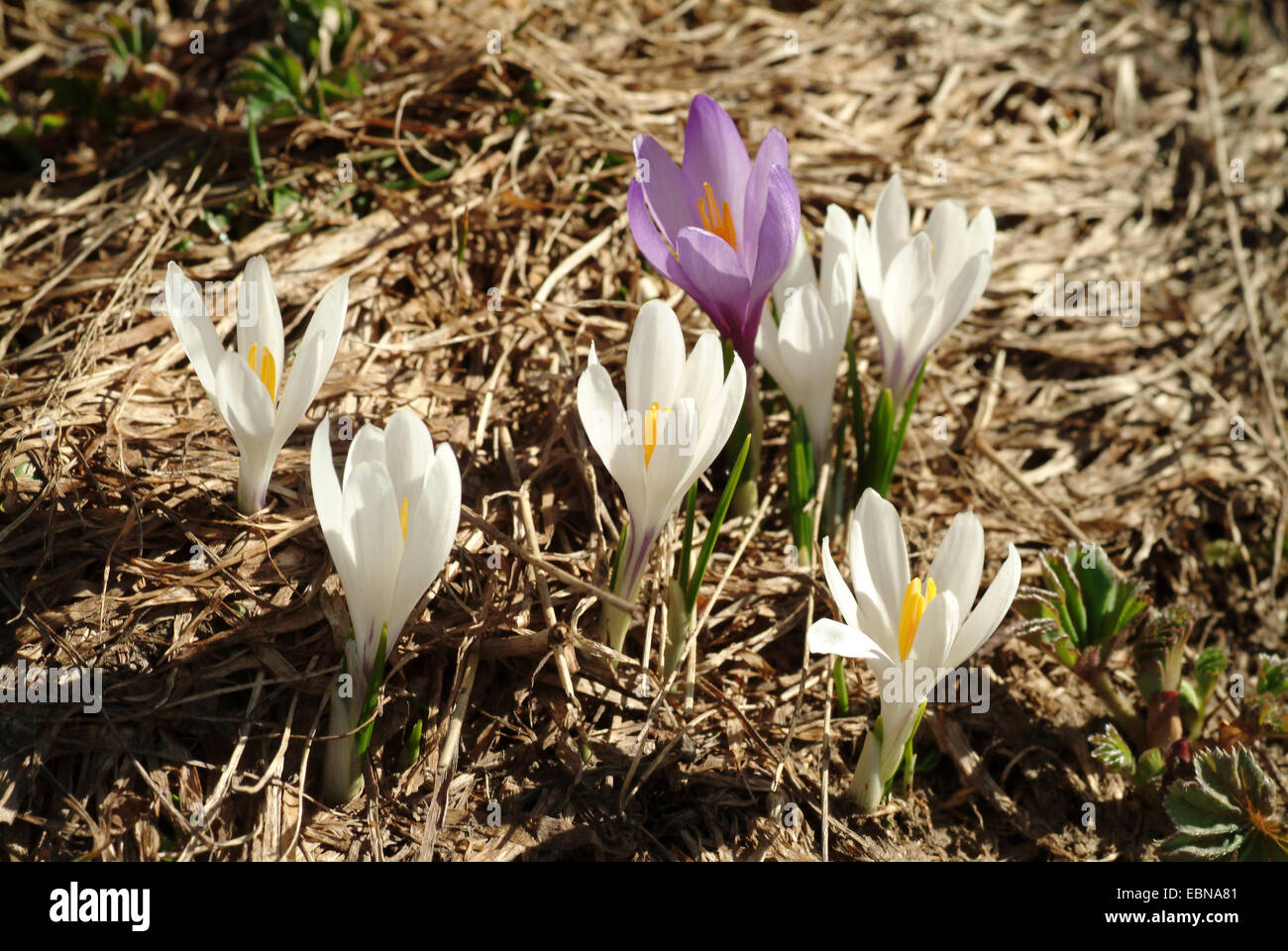White crocus, Spring crocus (Crocus vernus ssp. albiflorus, Crocus ...