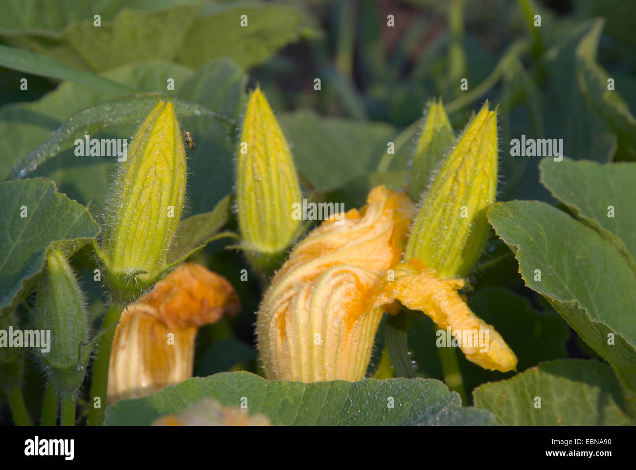 marrow, field pumpkin (Cucurbita pepo), bud breaking, Germany Stock ...
