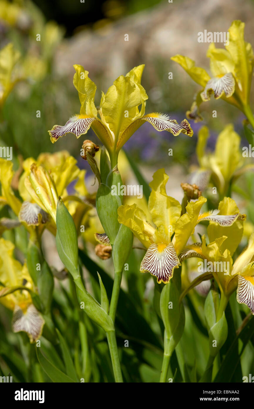 Variegated blossoms hi-res stock photography and images - Alamy