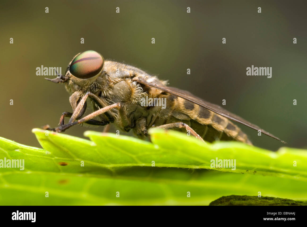 Band-eyed Brown Horsefly (Tabanus bromius), sitting on a leaf, Germany ...
