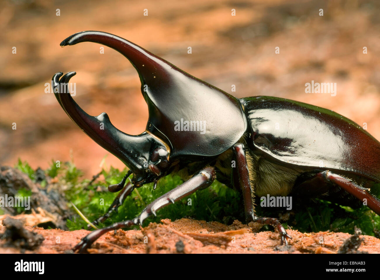Male hercules beetles fighting hi-res stock photography and images - Alamy