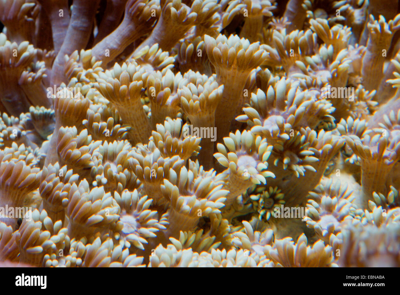 Flower Pot coral (Goniopora spec.), macro shot Stock Photo - Alamy