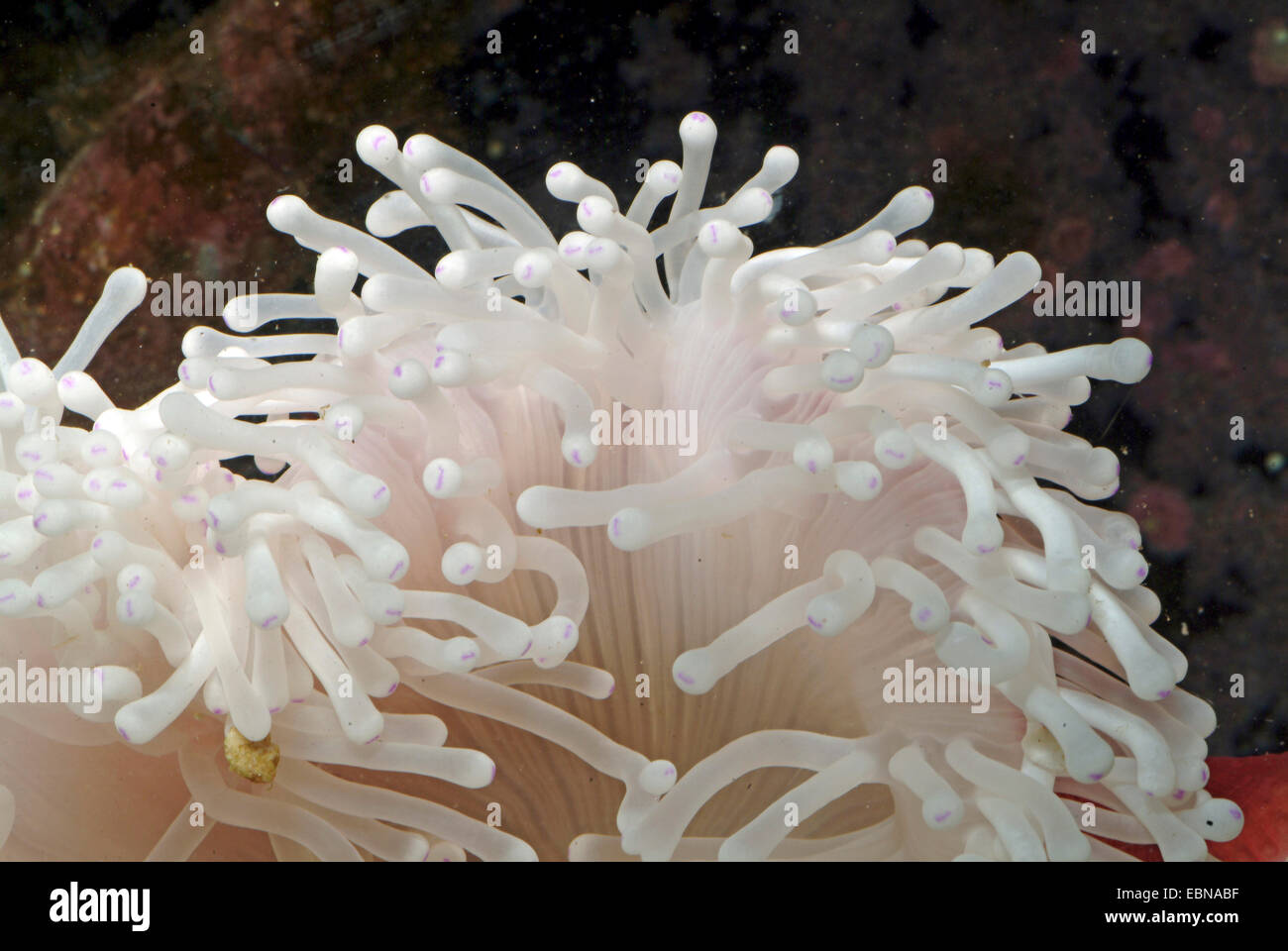 magnificent anemone, magnificent sea anemone (Heteractis magnifica ...
