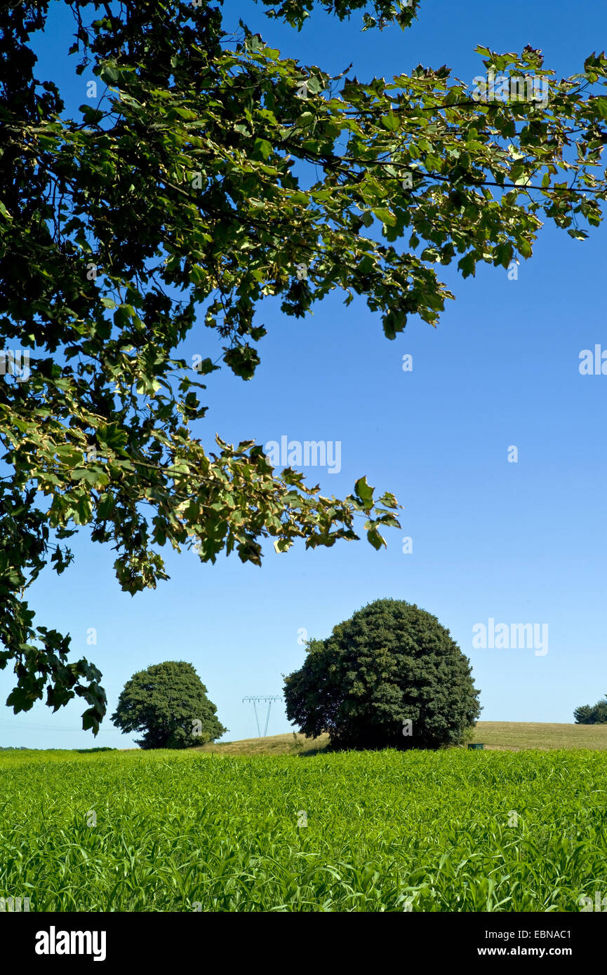 Single tree in field maize hi-res stock photography and images - Alamy