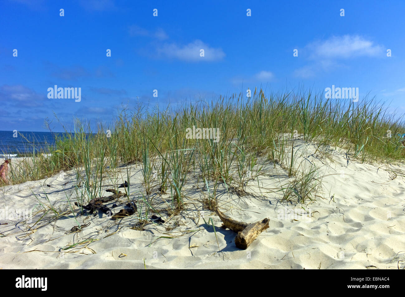 Beachgrass ammophila arenaria in dune on the baltic sea hi-res stock ...