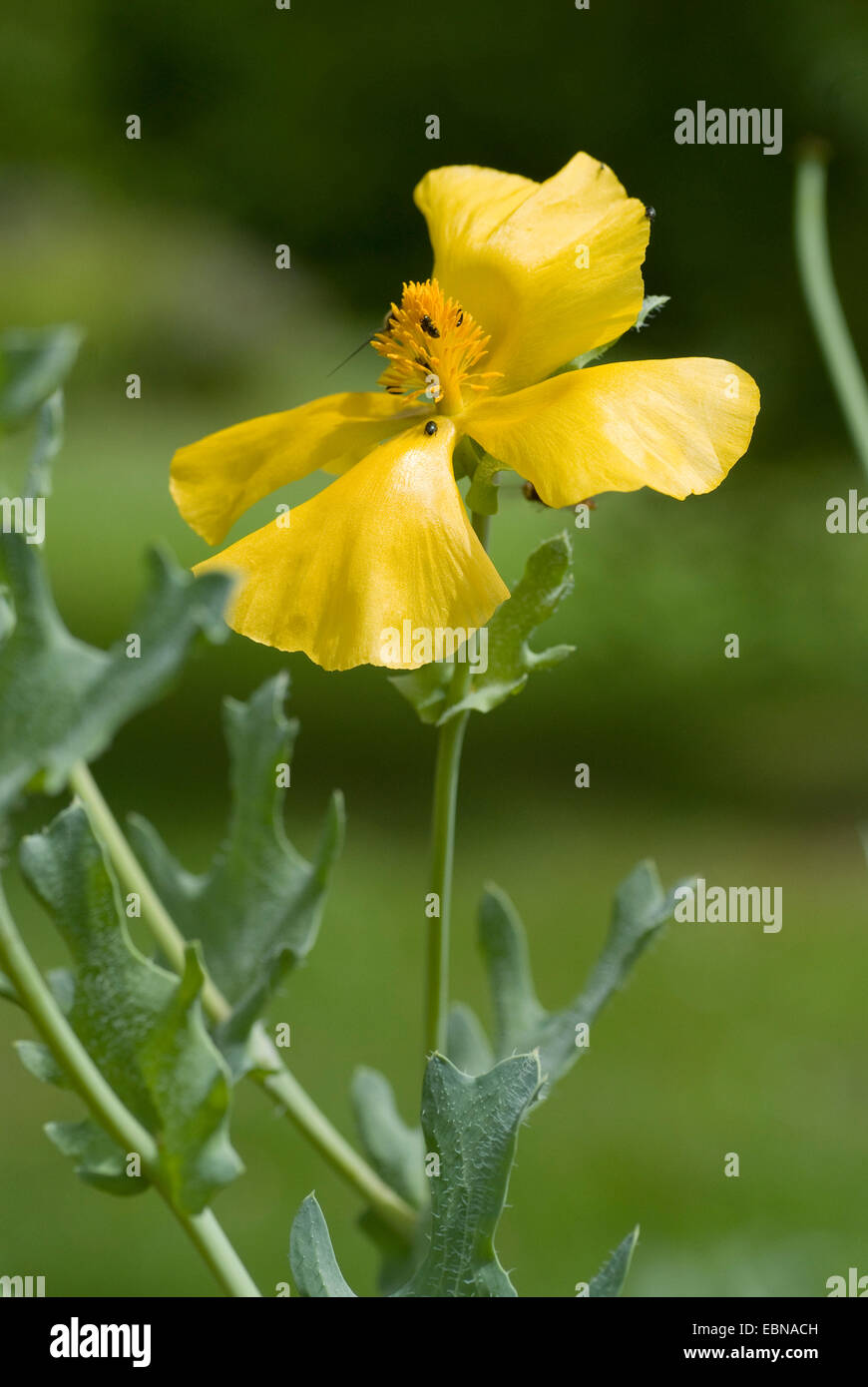 yellow horned-poppy, horned poppy (Glaucium flavum), flower Stock Photo ...