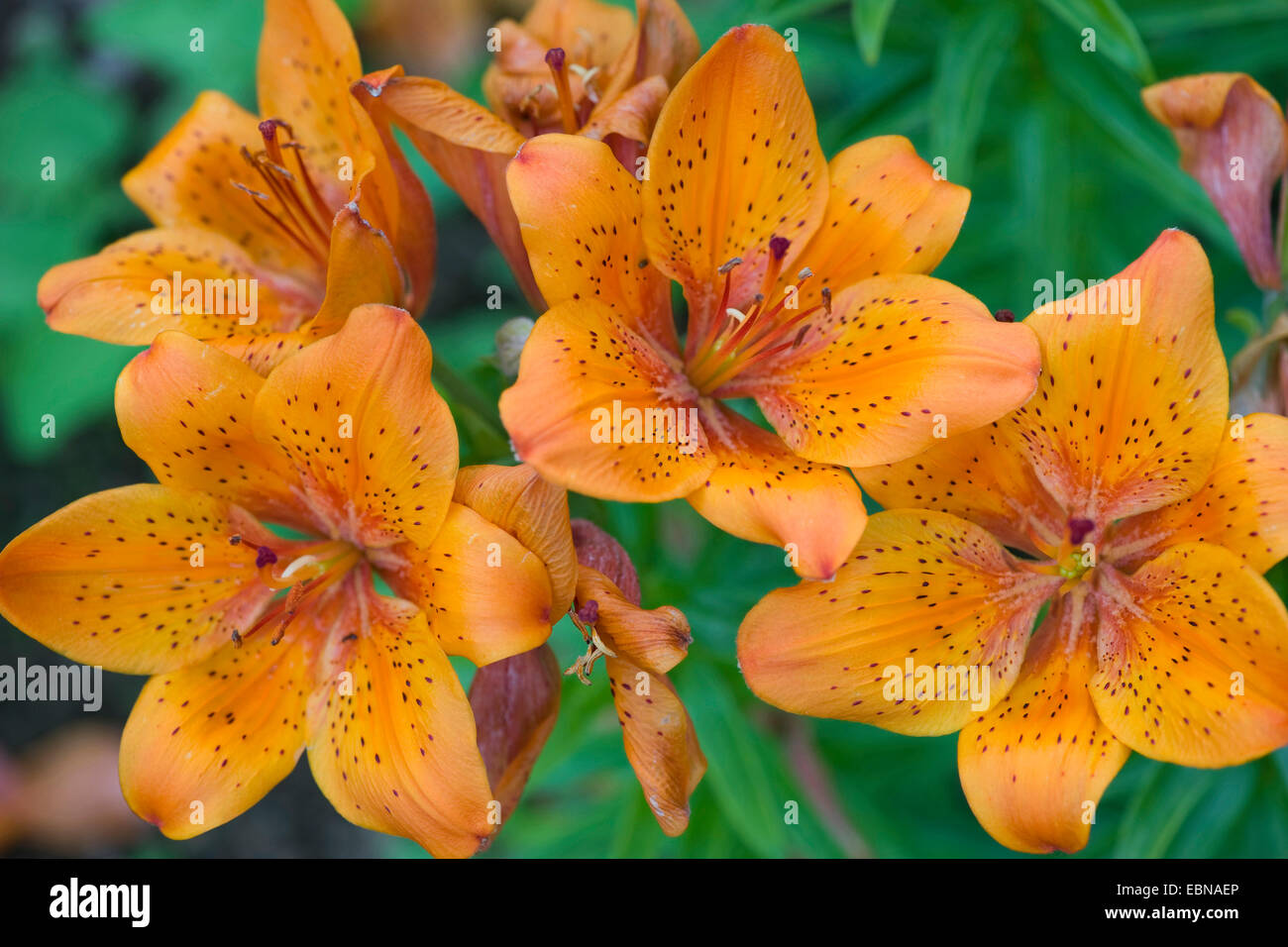 orange lily (Lilium bulbiferum), flowers, Germany Stock Photo - Alamy