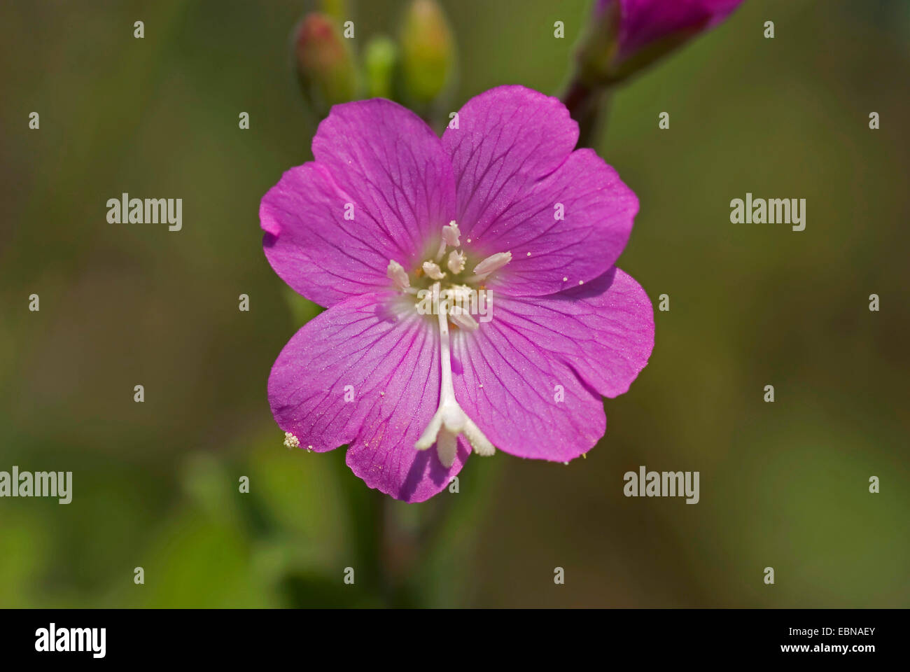 Fiddle flower hi-res stock photography and images - Alamy