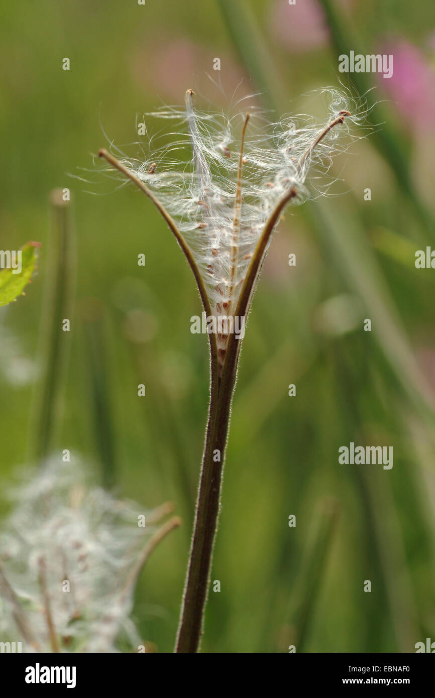 Seed fiddle hi-res stock photography and images - Alamy