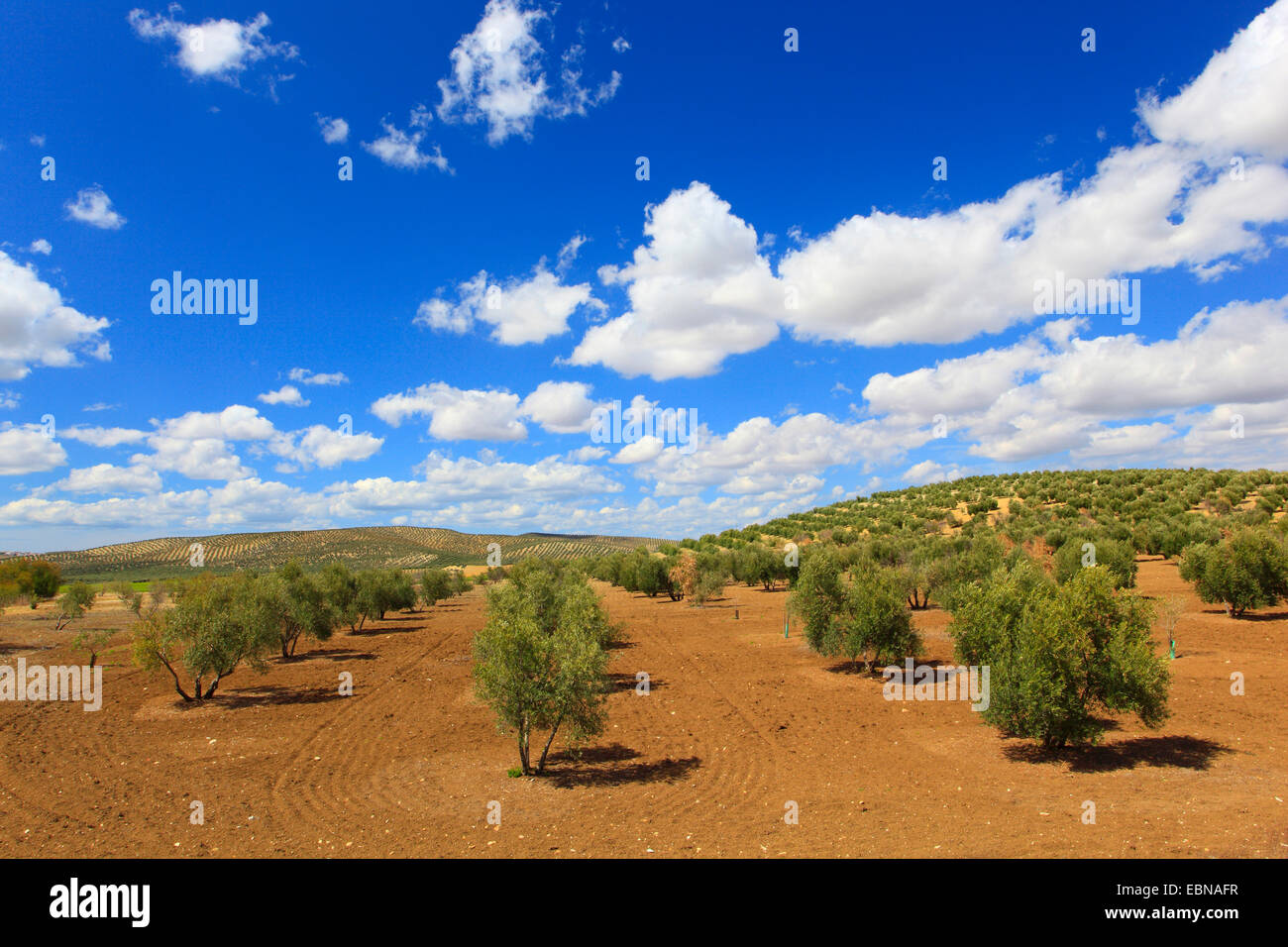 Olive tree olea europaea ssp sativa hi-res stock photography and images ...