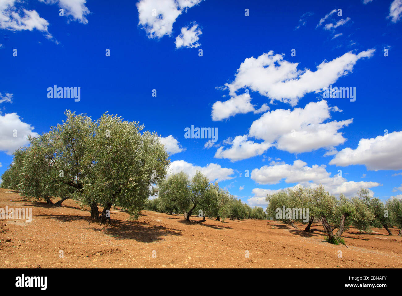 Olive tree olea europaea ssp sativa hi-res stock photography and images ...