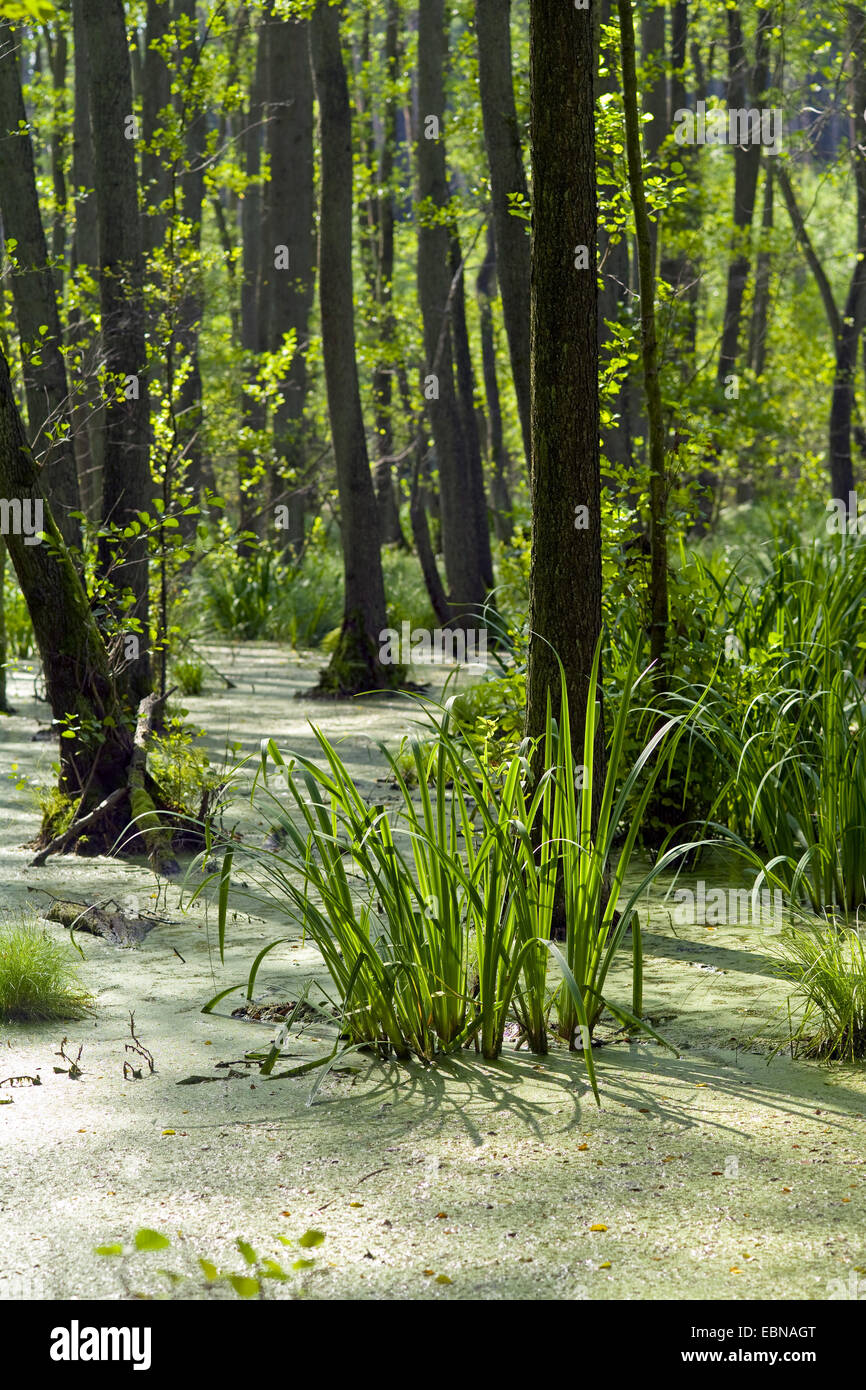 Alder swamp in hi-res stock photography and images - Alamy
