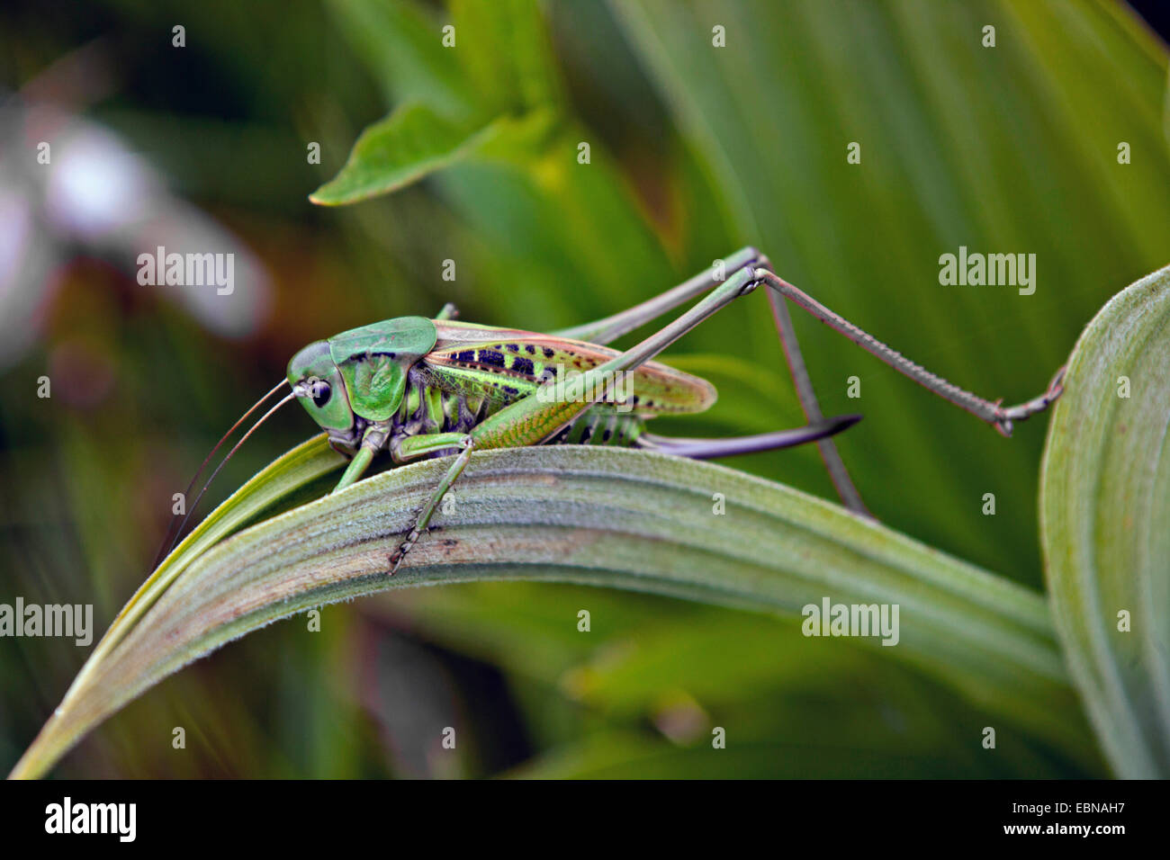 wart-biter, wart-biter bushcricket (Decticus verrucivorus), female ...