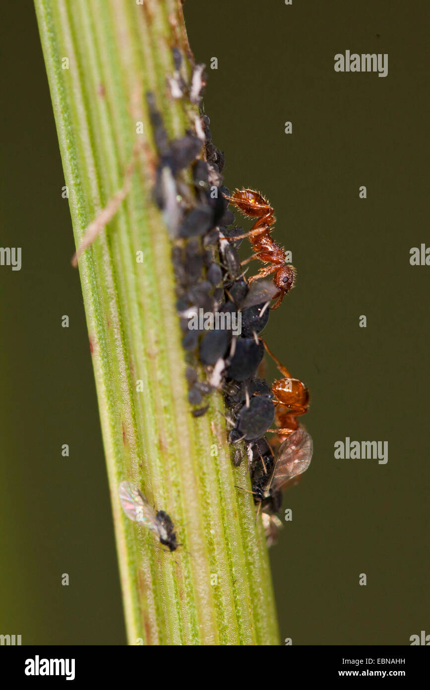 red myrmicine ant, red ant (Myrmica rubra), guarding a colony of aphids ...