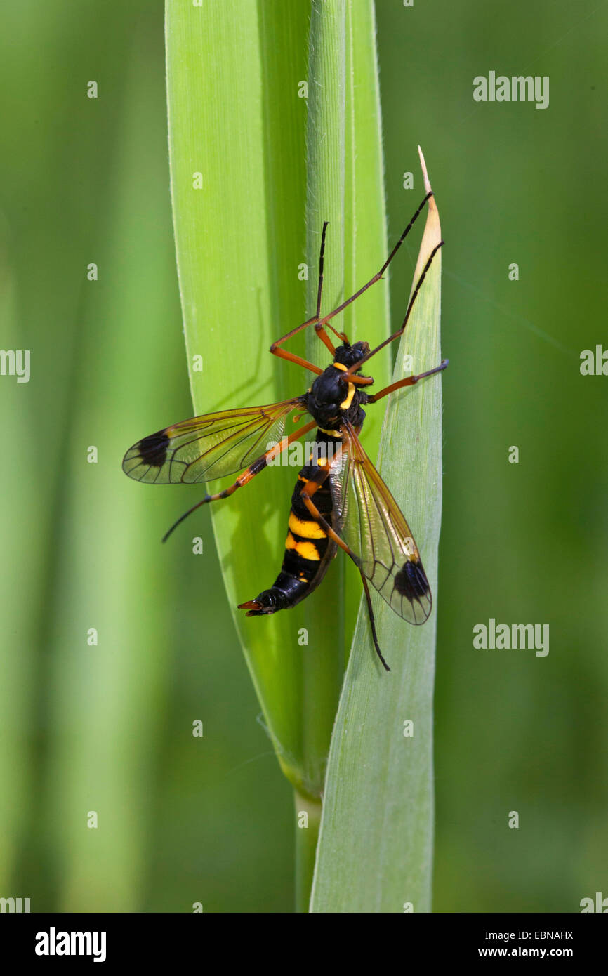 Wat is dit voor insect? : r/thenetherlands