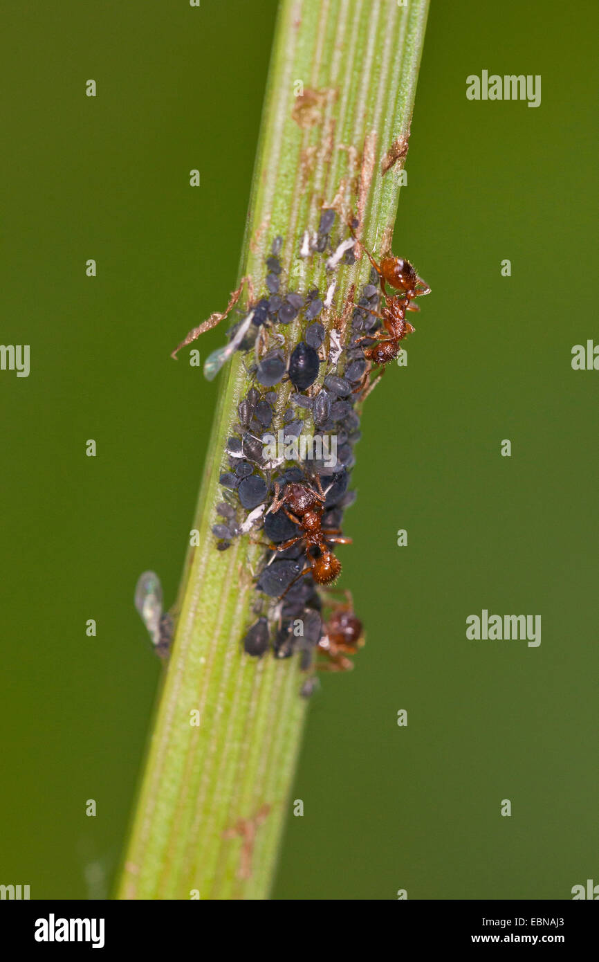 Red myrmicine ant red ant hi-res stock photography and images - Alamy