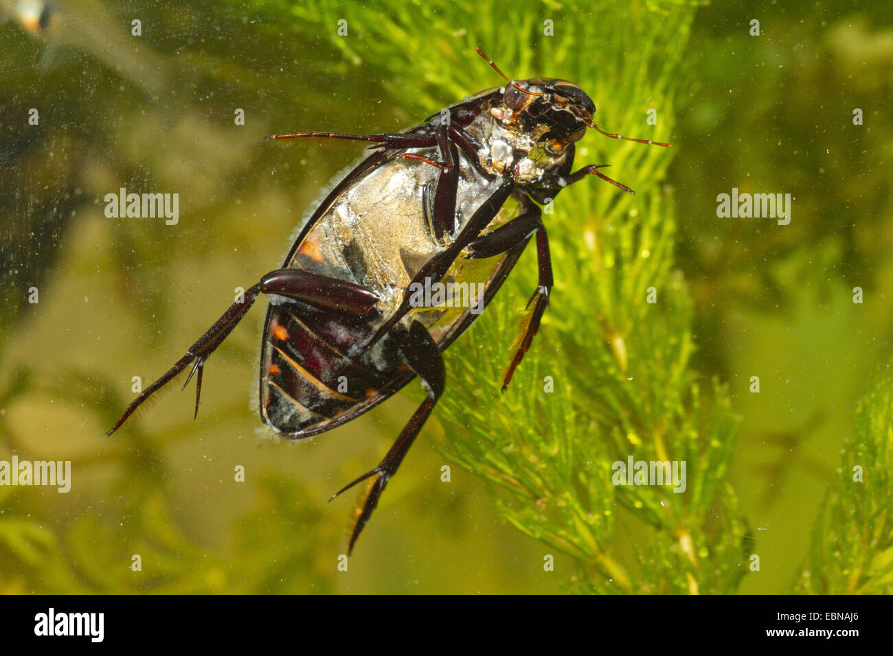 great black water beetle, great silver water beetle, greater silver ...