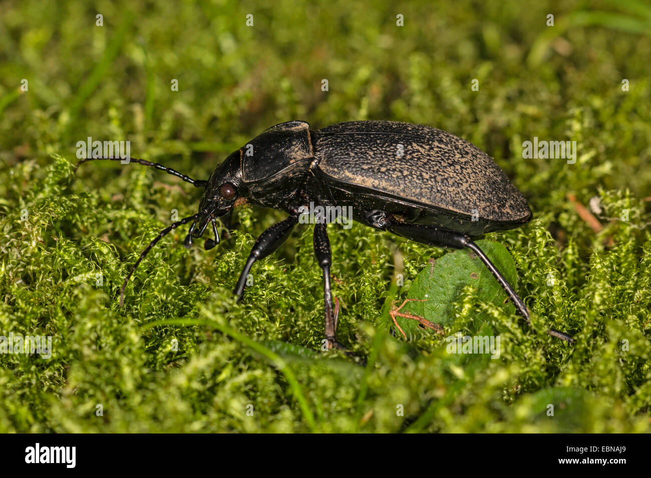leatherback ground beetle (Carabus coriaceus), walking on moss, Germany ...
