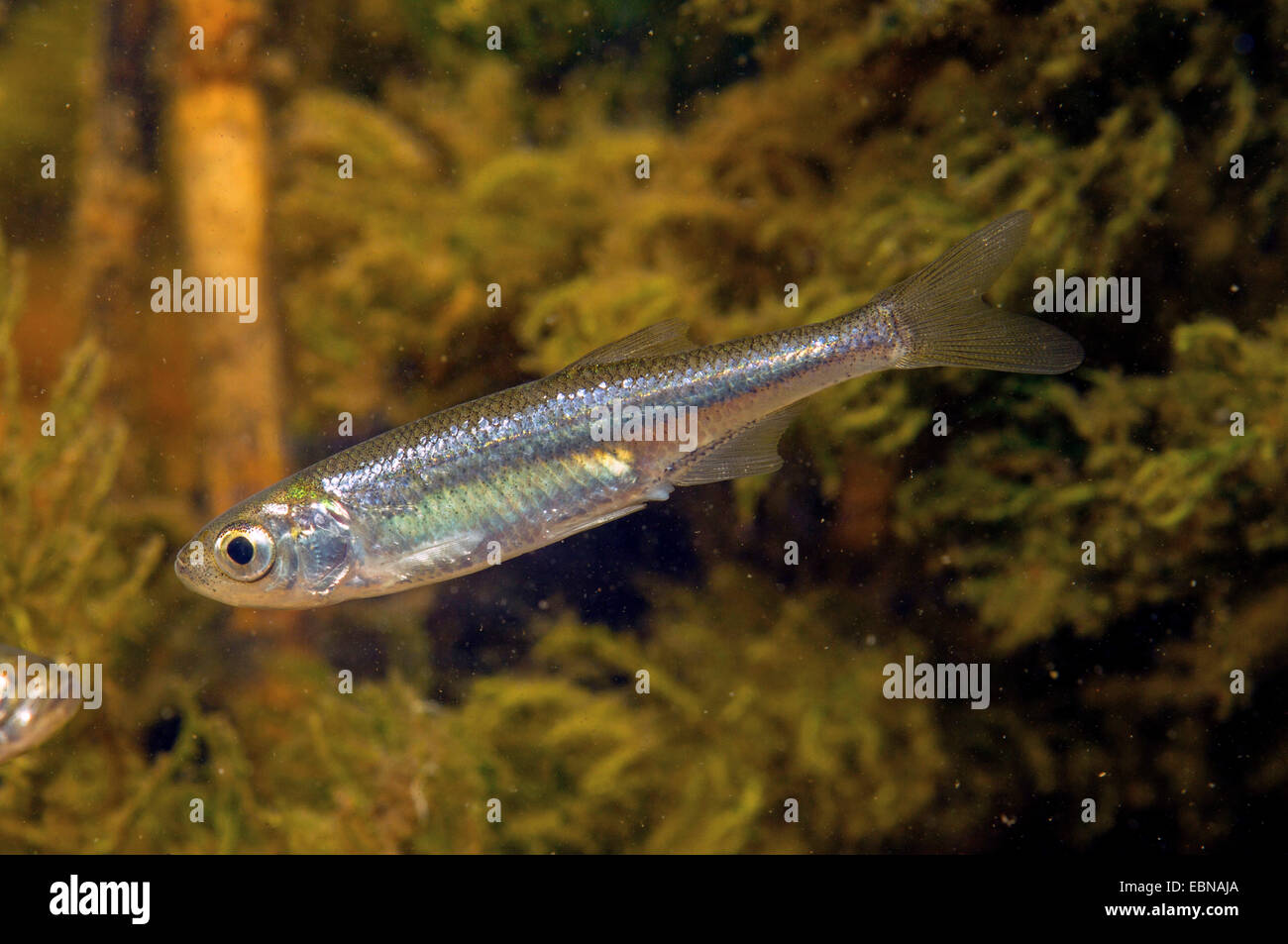 moderlieschen, belica, sunbleak (Leucaspius delineatus), at a water ...