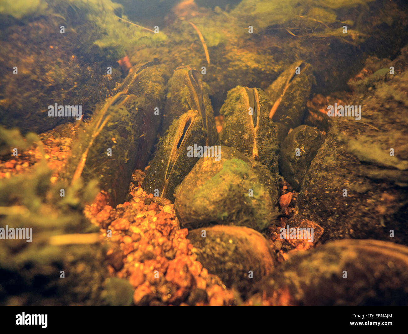 Freshwater Pearl Mussels High Resolution Stock Photography and Images ...