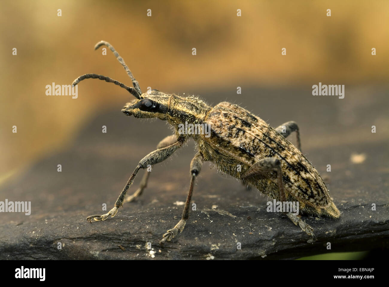 Blackspotted pliers support beetle, Oak longhorn beetle (Rhagium mordax ...