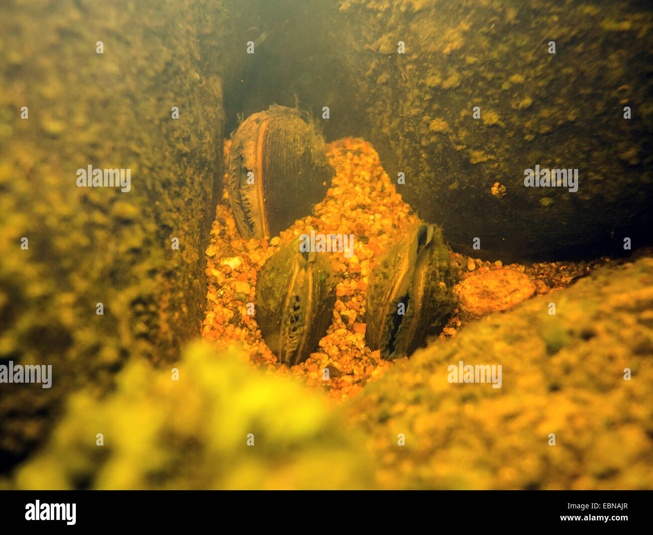 Freshwater pearl mussels hi-res stock photography and images - Alamy