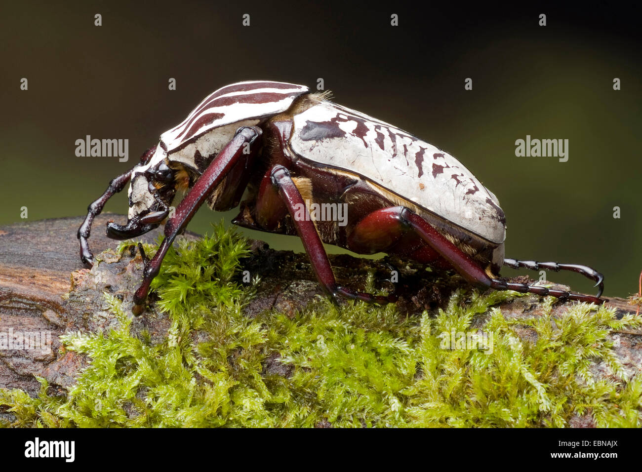 Goliathus hi-res stock photography and images - Alamy