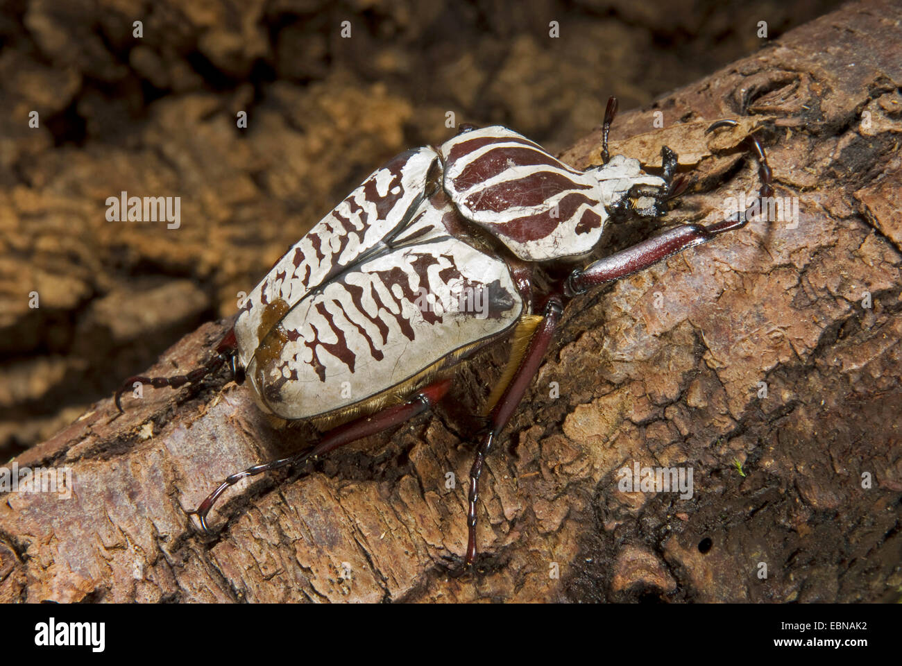 Goliath Beetle Flying