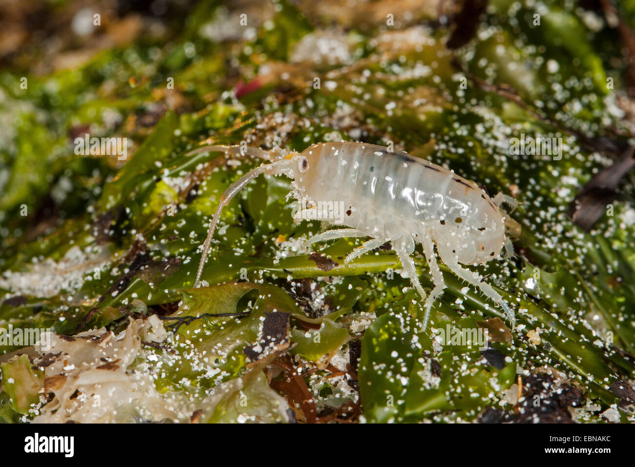 Sand hopper, Sand-hopper, Sandhopper, Greater sandhopper (Talitrus ...
