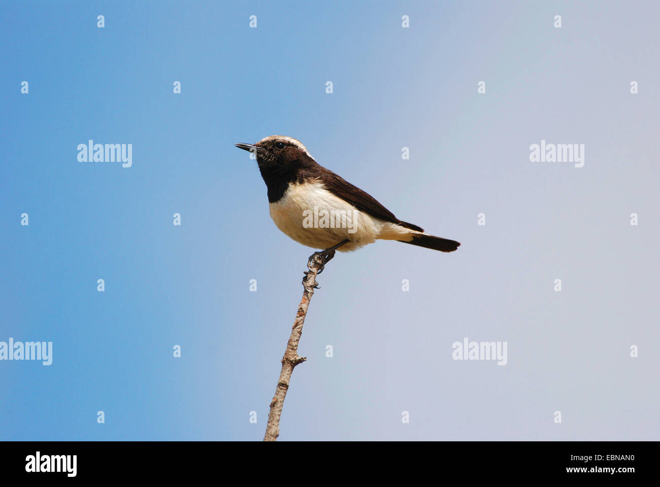 cyprus wheatear (Oenanthe cypriaca), on twig, Cyprus, Paphos Stock ...