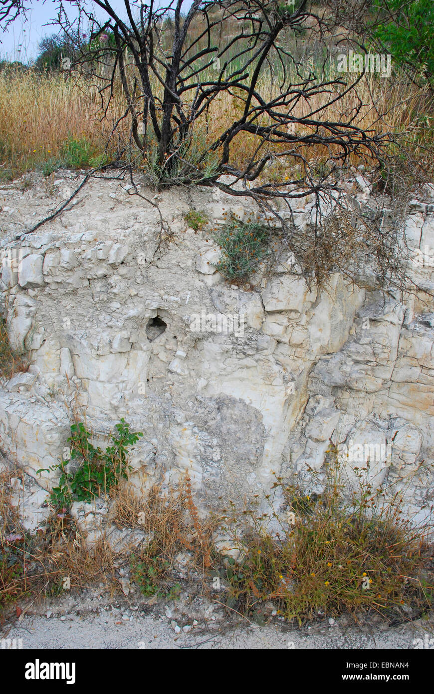 cyprus wheatear (Oenanthe cypriaca), nesting hole, Cyprus, Paphos Stock ...