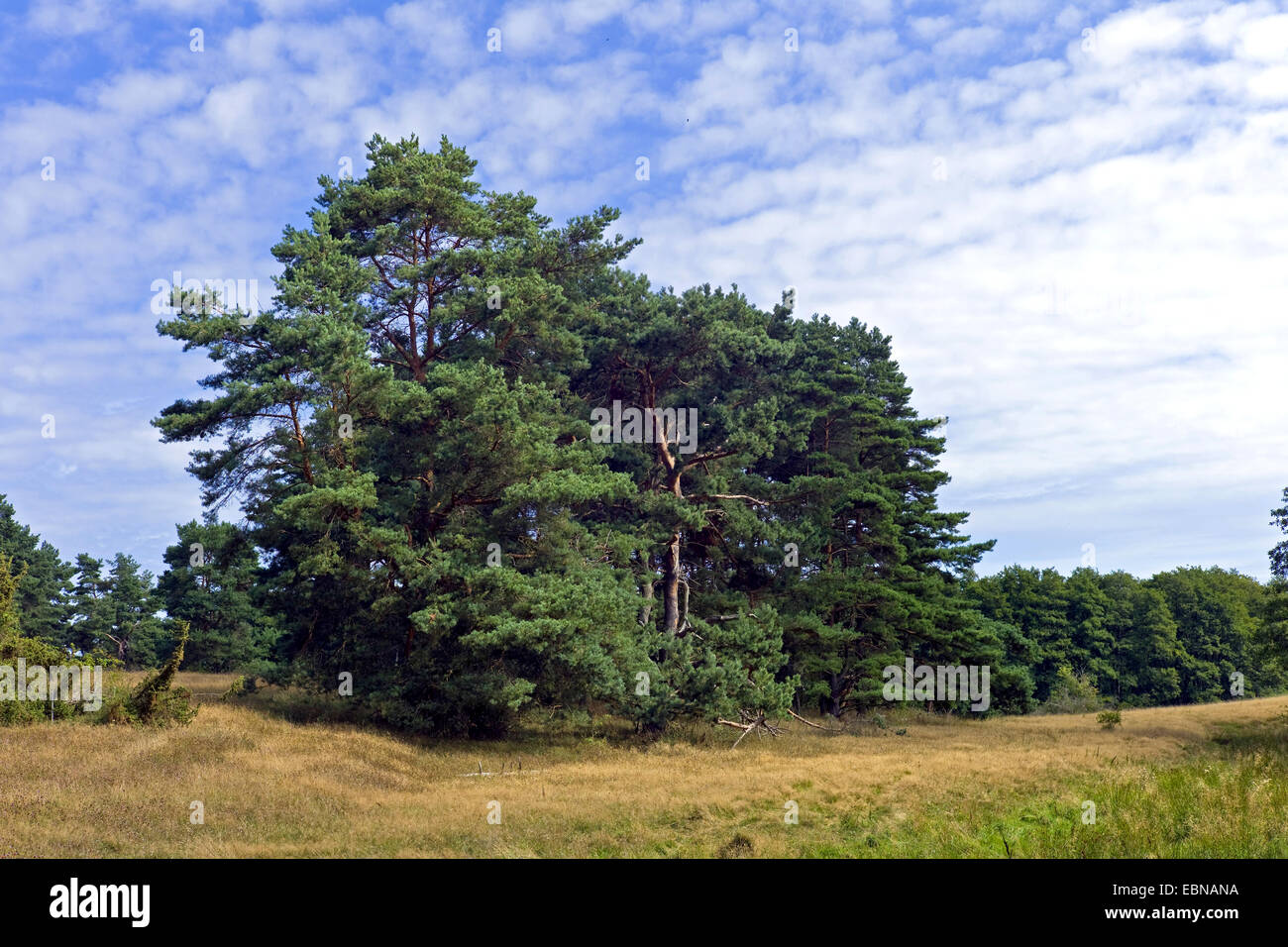 Plant of pine forests and meadows hi-res stock photography and images ...