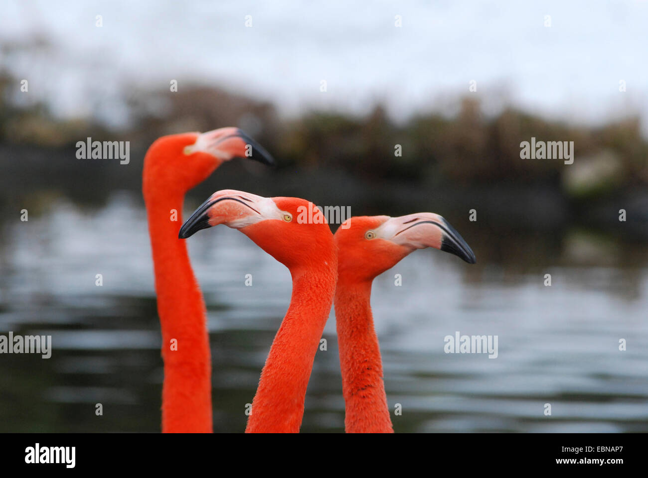 Greater flamingo, American flamingo, Caribbean Flamingo (Phoenicopterus ...