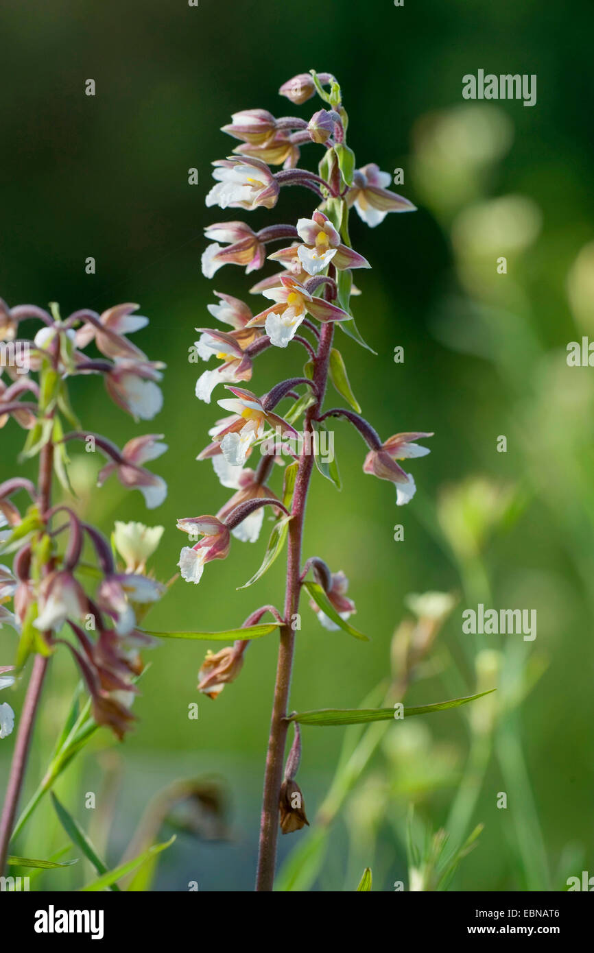 marsh helleborine (Epipactis palustris), inflorescence, Switzerland ...