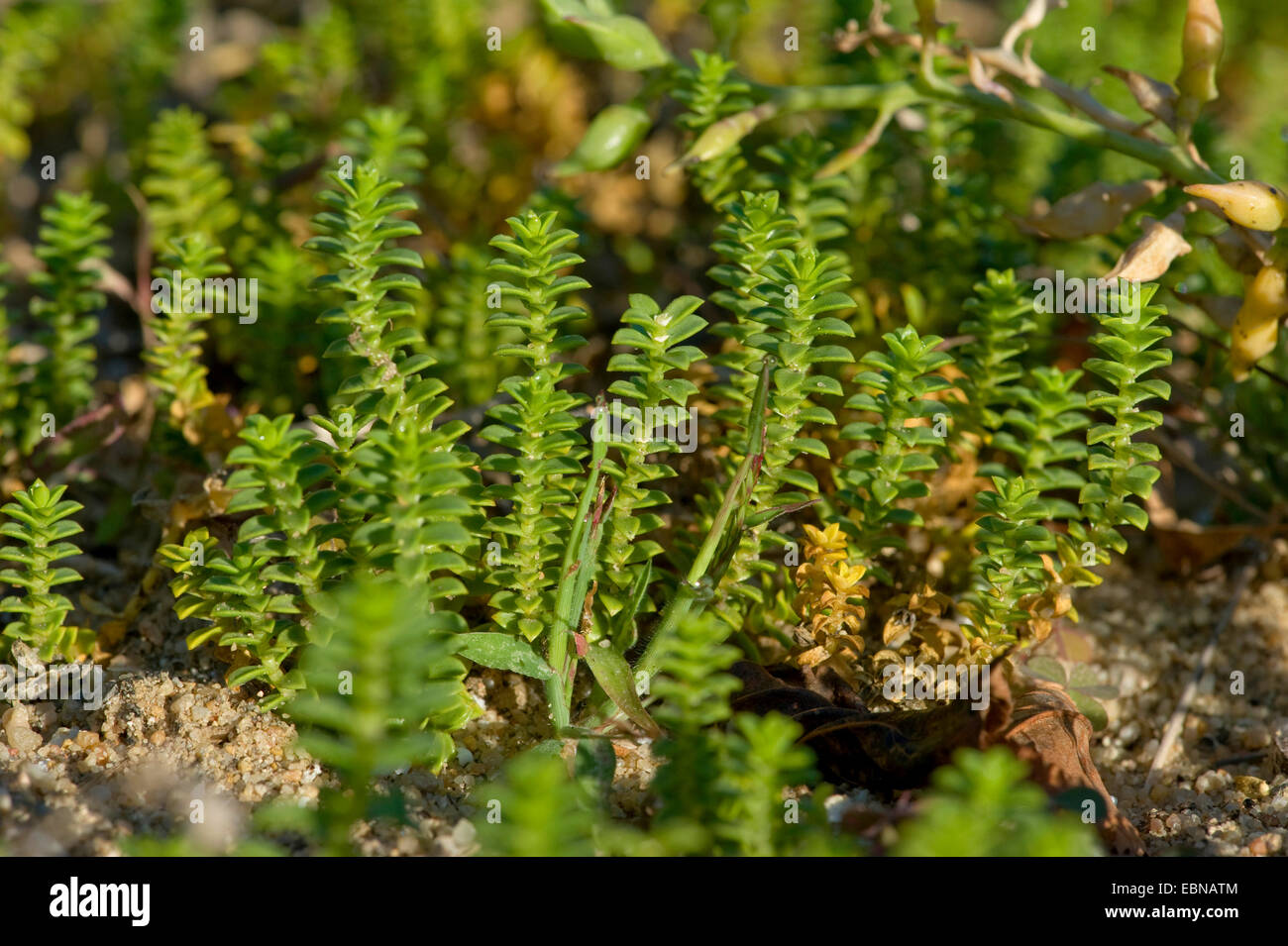 Sea sandwort hi-res stock photography and images - Alamy