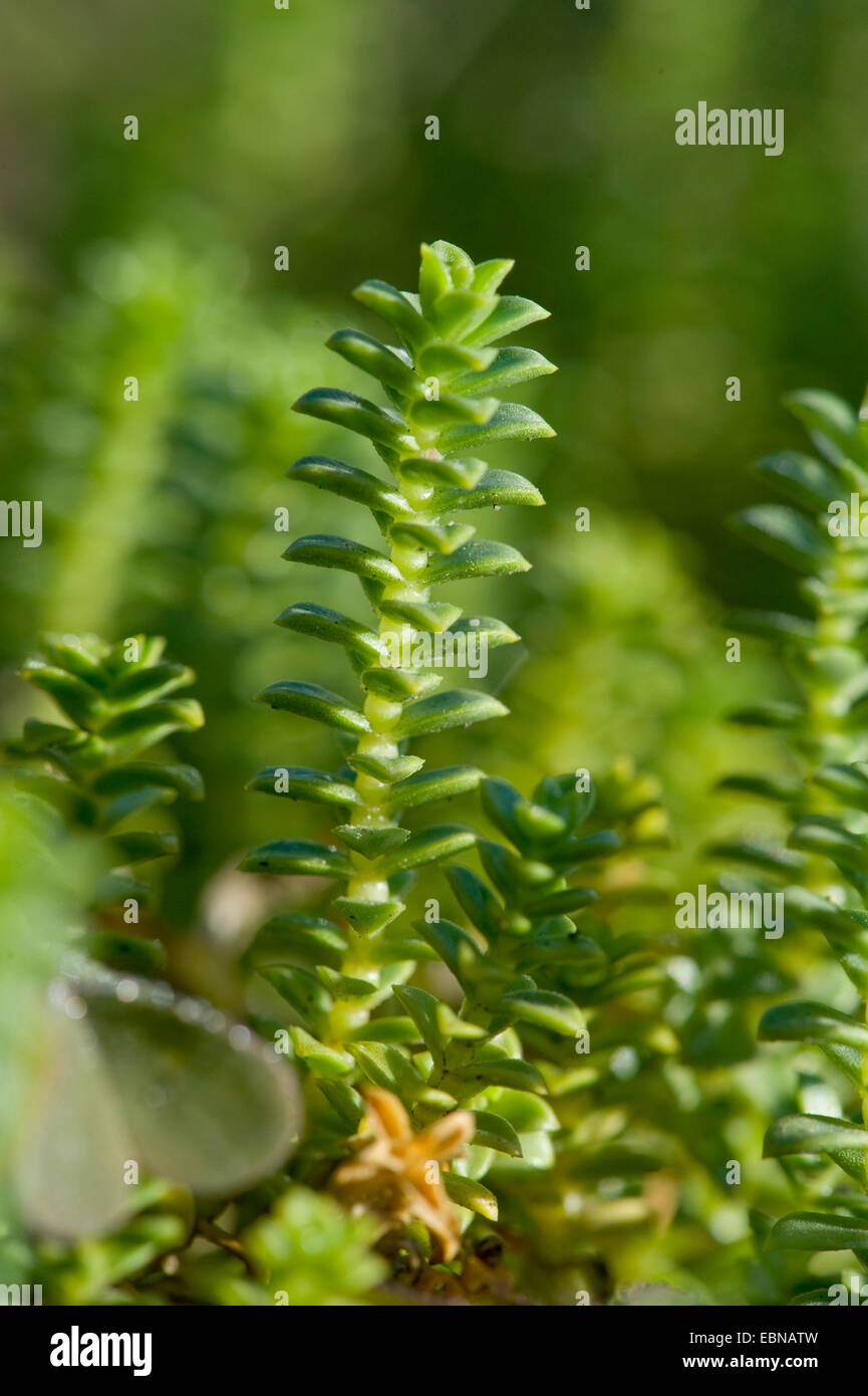 Sea sandwort sea chickweed honckenya hi-res stock photography and ...