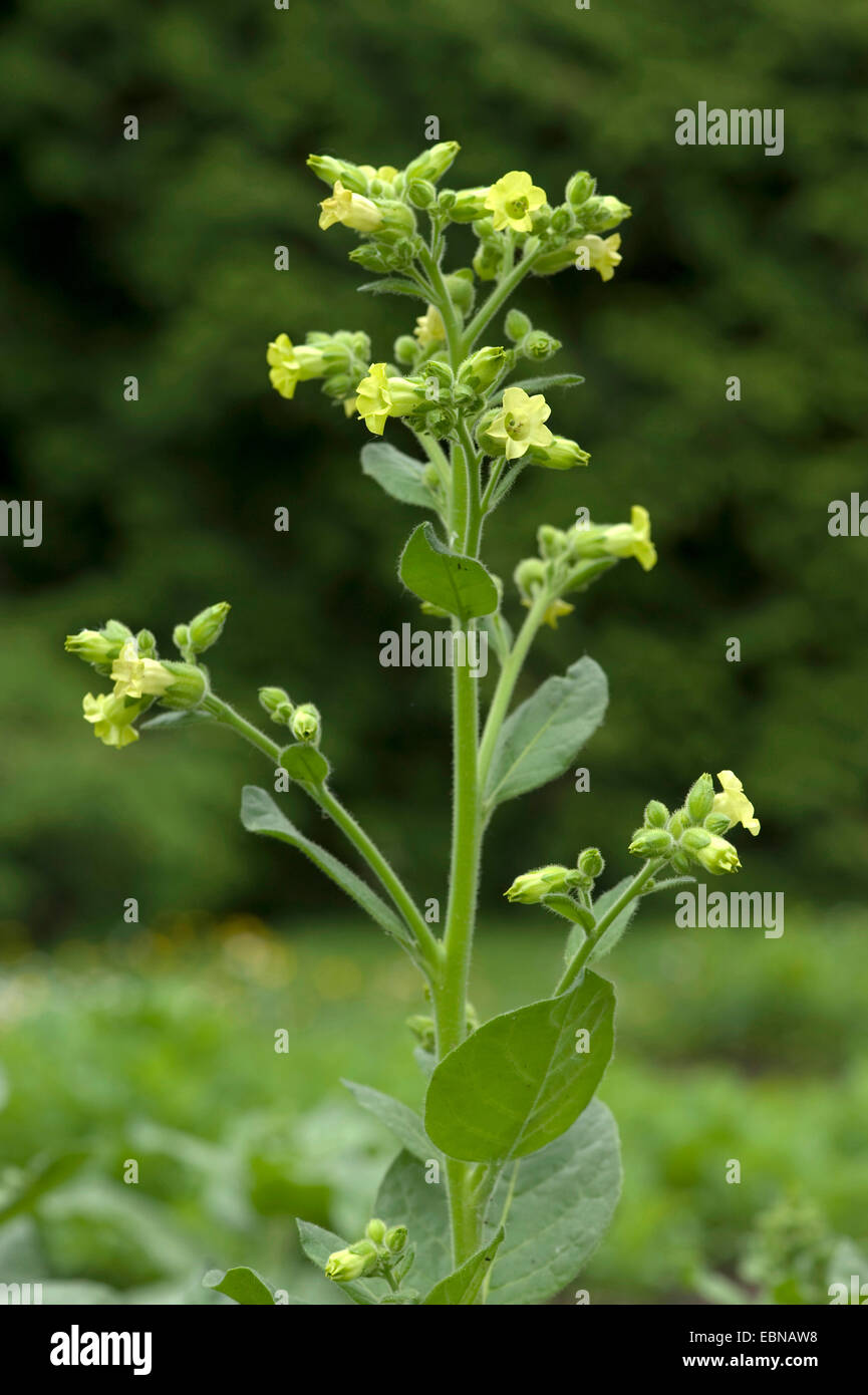 Wild tobacco, Mapacho (Nicotiana rustica), blooming, Germany Stock ...