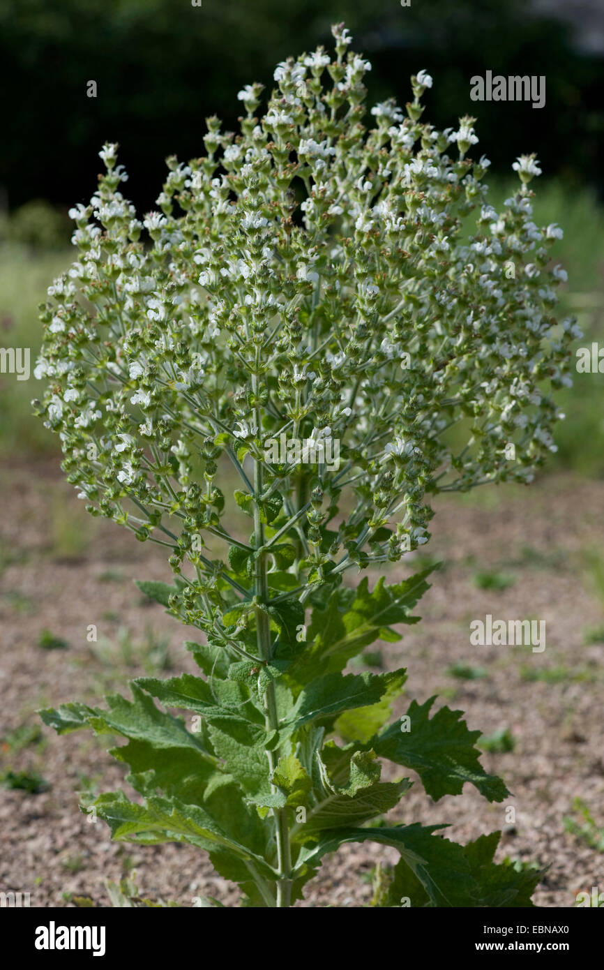 Mediterranean sage (Salvia aethiopis), blooming Stock Photo - Alamy